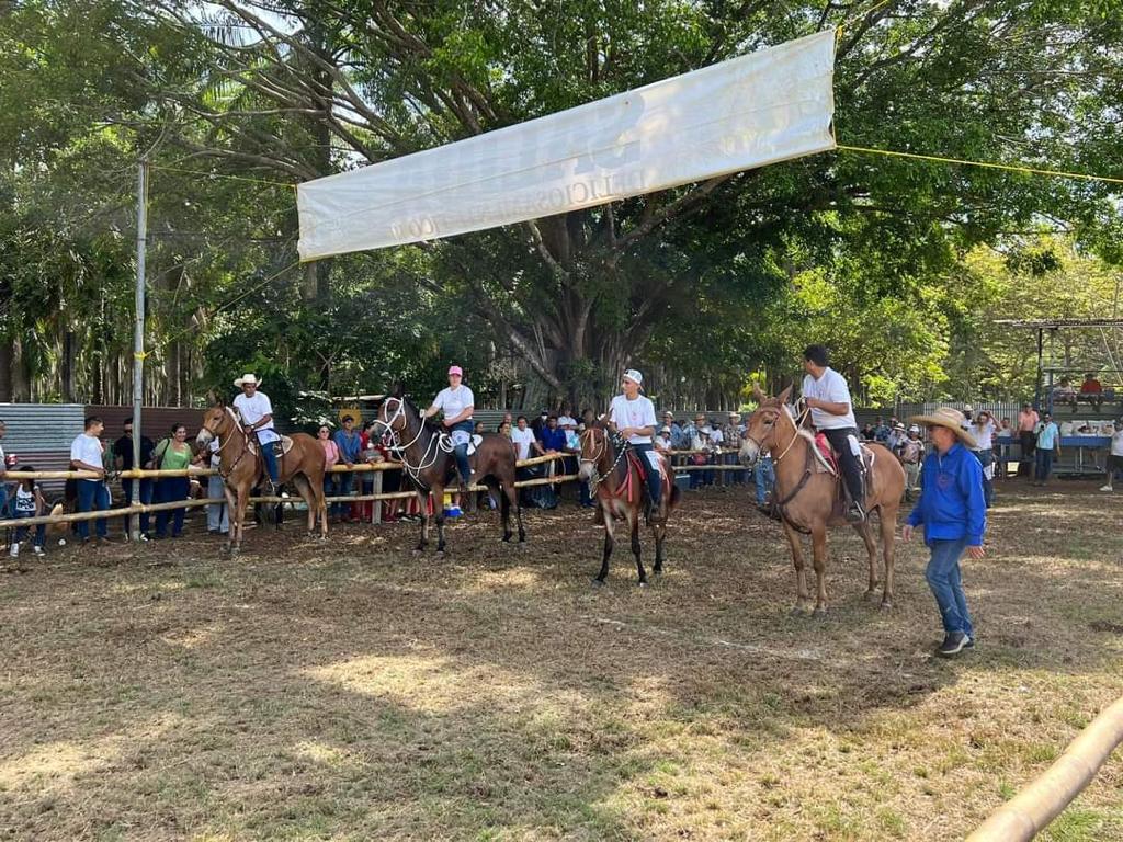 ¡Visite a las mulas en su festival! Actividad empezará este 9 de ...