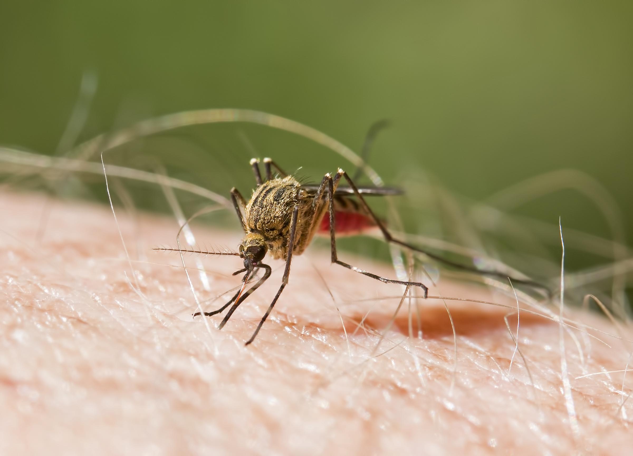 Salud reporta brote de malaria en Limón - CRC 891