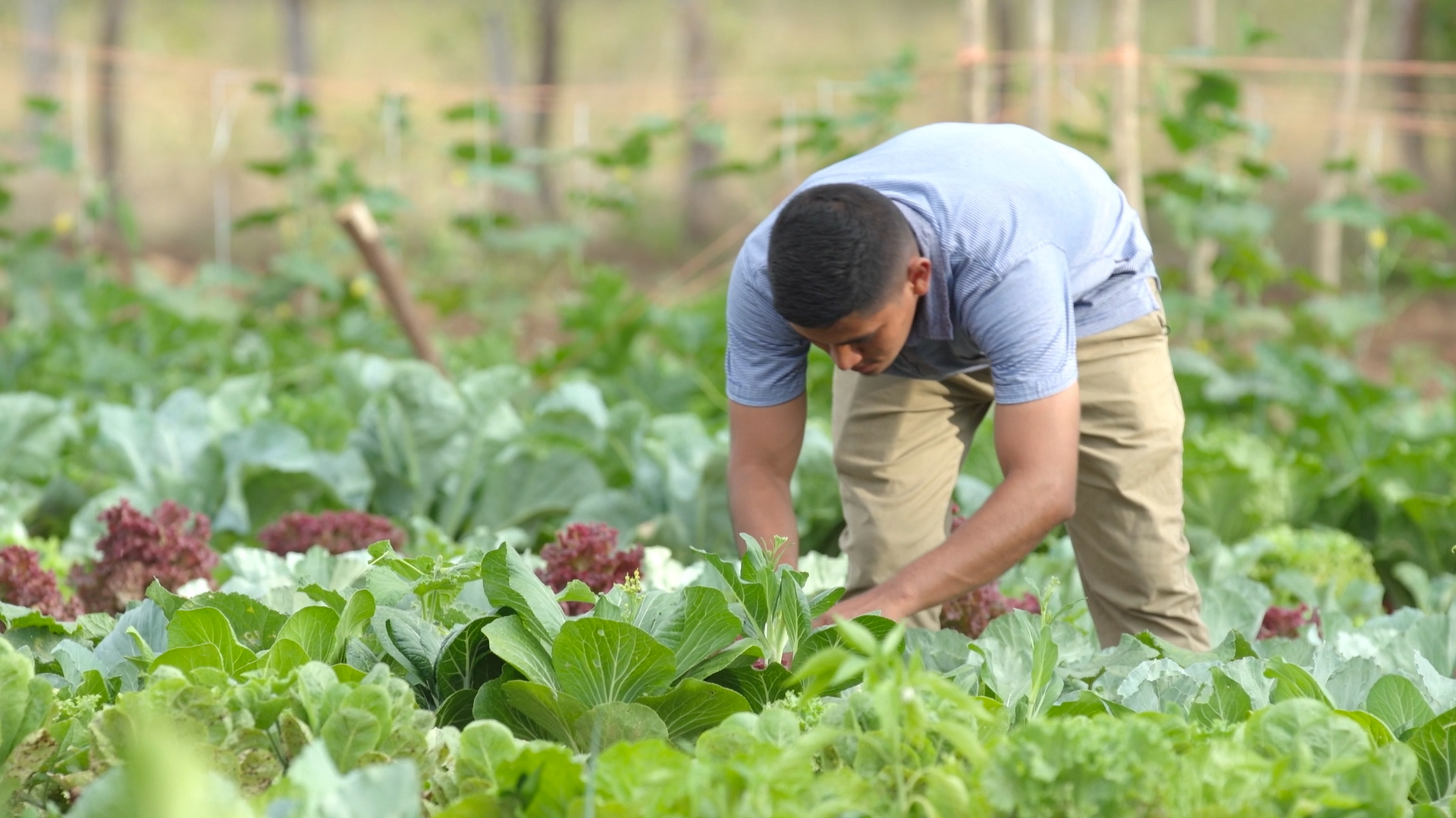 Cooperativa busca agricultores para cultivar alimentos 100% orgánicos ...