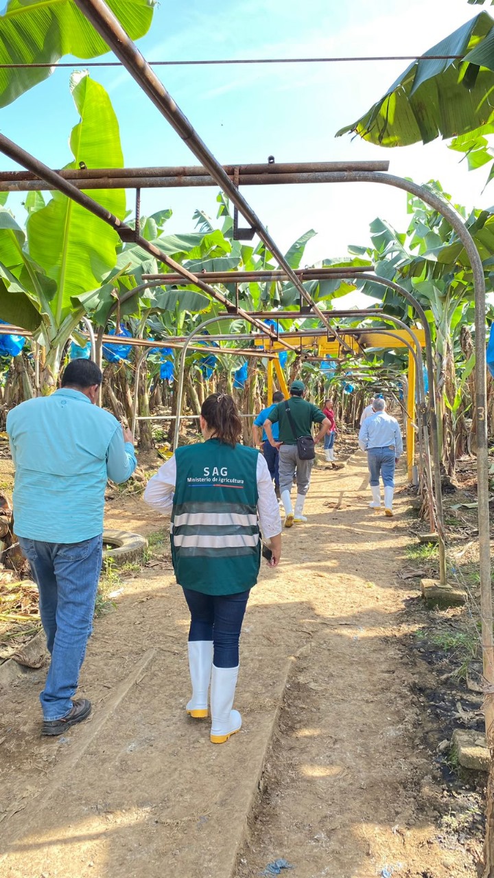 Costa Rica busca nuevo mercado de exportaciones bananeras en Sudamérica ...