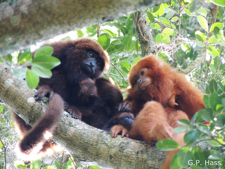 Investigación de la UCR explica la causa detrás de la coloración ...