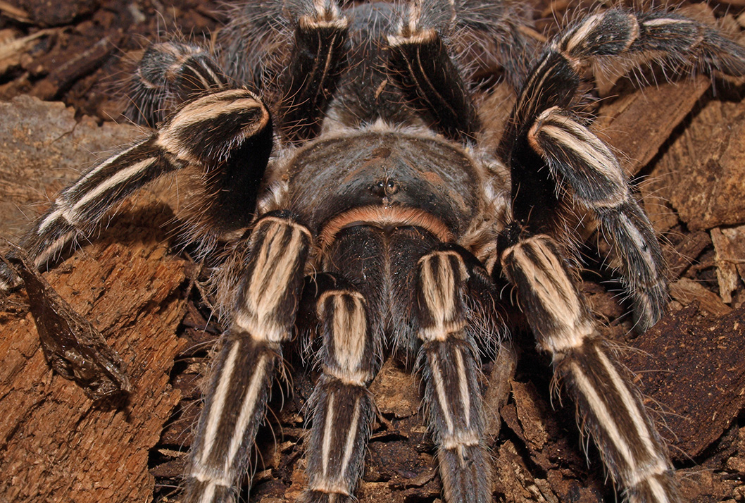 Investigación costarricense revela evolución de toxinas y bacterias en ...