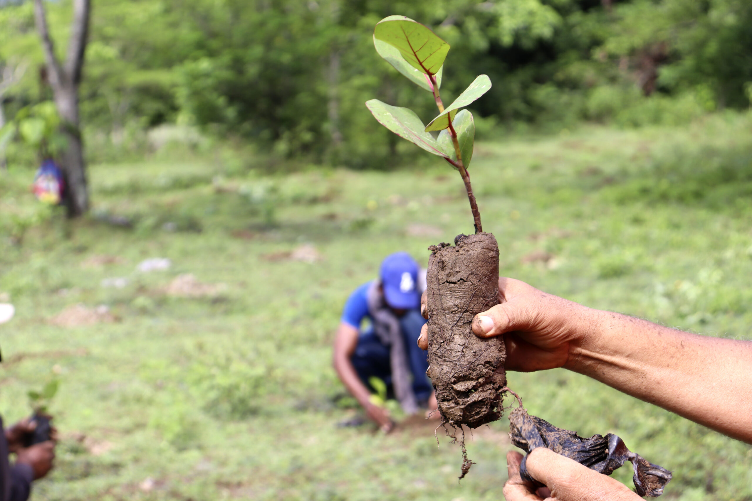 UCR lanza plan de reforestación para garantizar seguridad y equilibrio ...