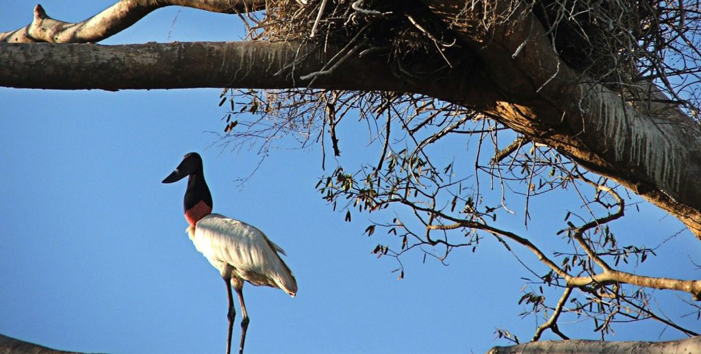 Proyecto de investigación ambiental lidera esfuerzos para la ...