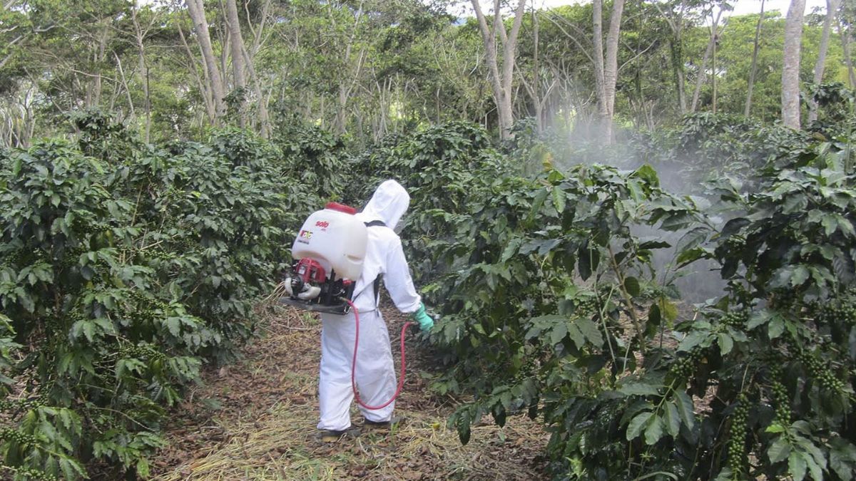 Café costarricense contará con nuevo producto autorizado contra la ...